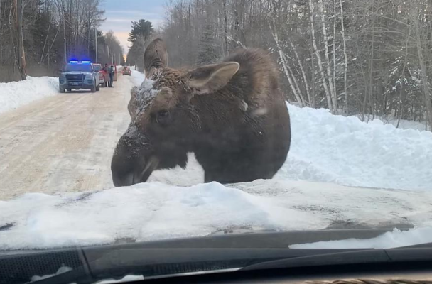 What Is Moose Test? How It Helps A Car To Become Buyer Friendly?